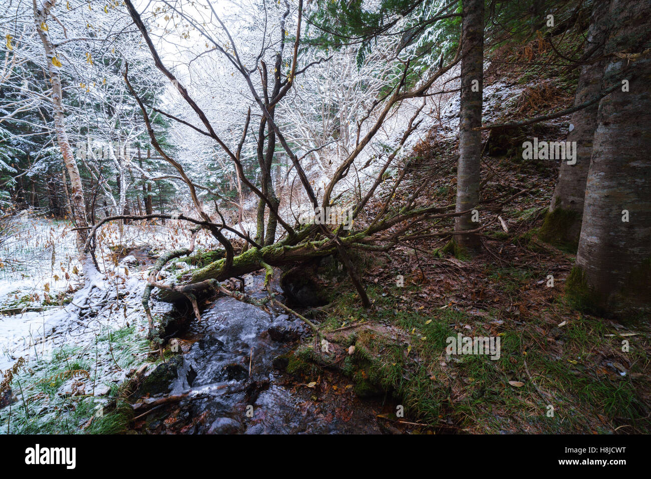 The battle between autumn and winter on the creek, Sakhalin Island ...