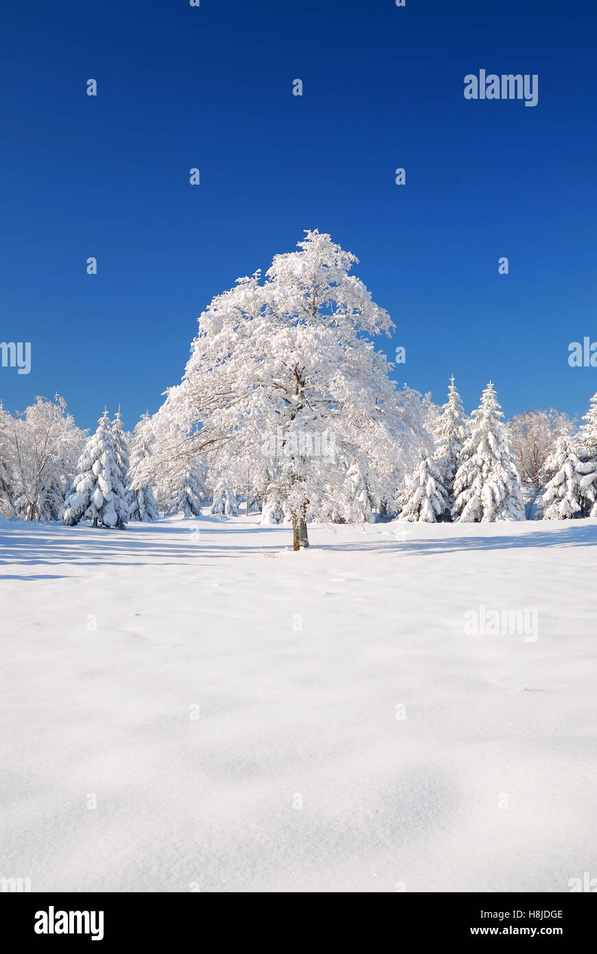 Tree covered with ice hi-res stock photography and images - Alamy