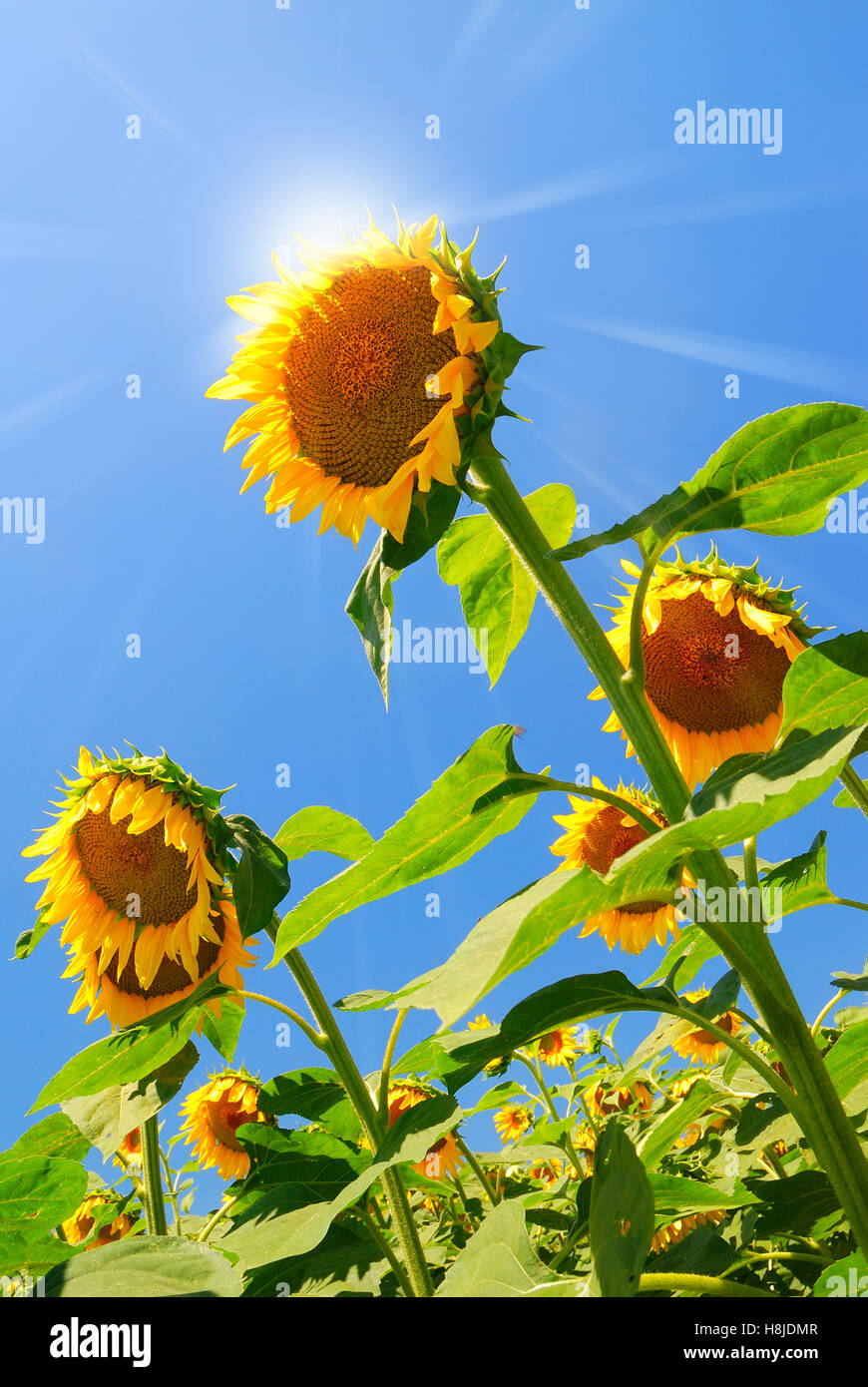 sun over field of sunflowers in summer Stock Photo - Alamy