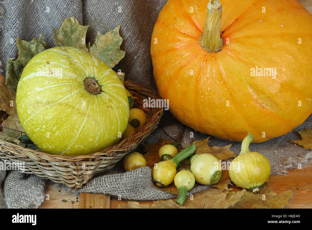 Pumpkin macro harvest Stock Photo - Alamy