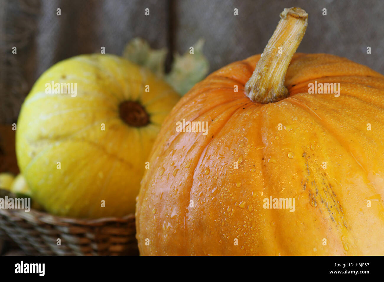 Pumpkin macro harvest Stock Photo - Alamy