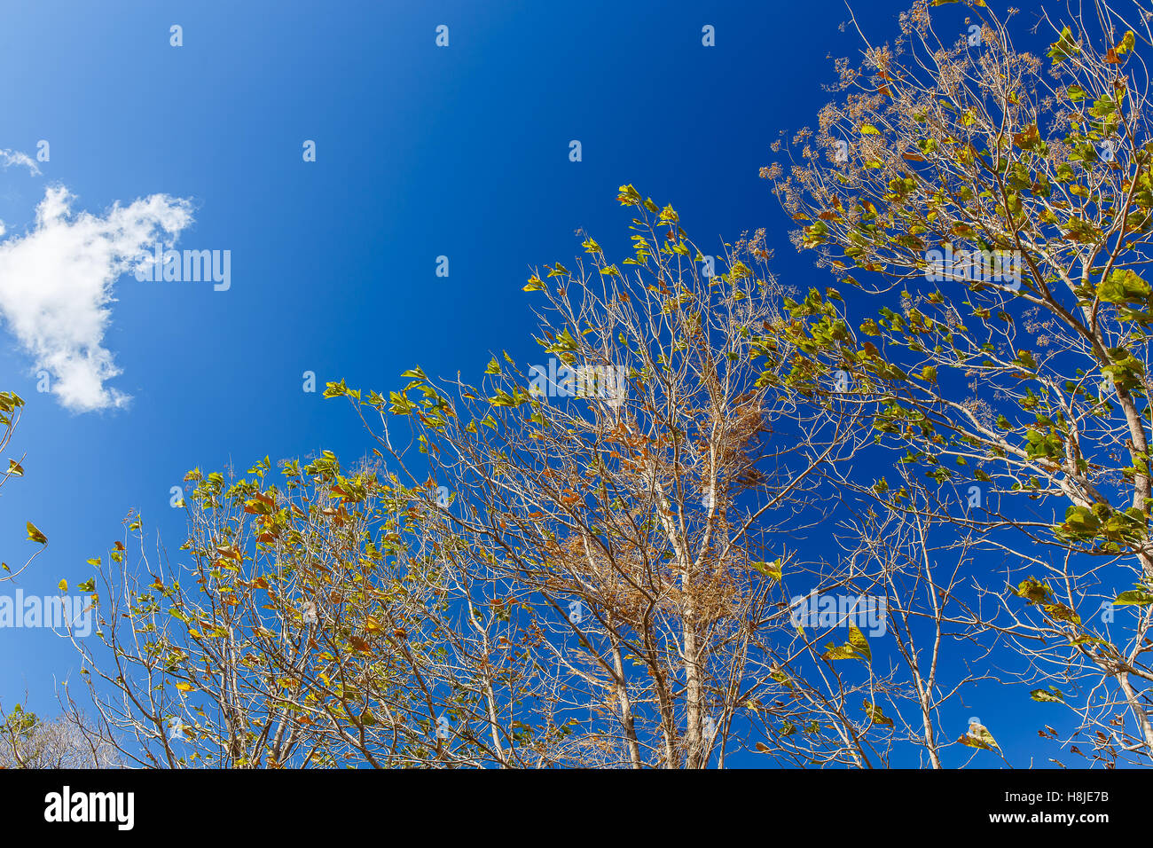 Tree against the sky background Stock Photo - Alamy