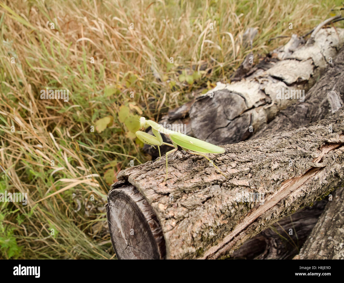 Mantis on a log acacia. Mantis looking at the camera. Mantis insect ...