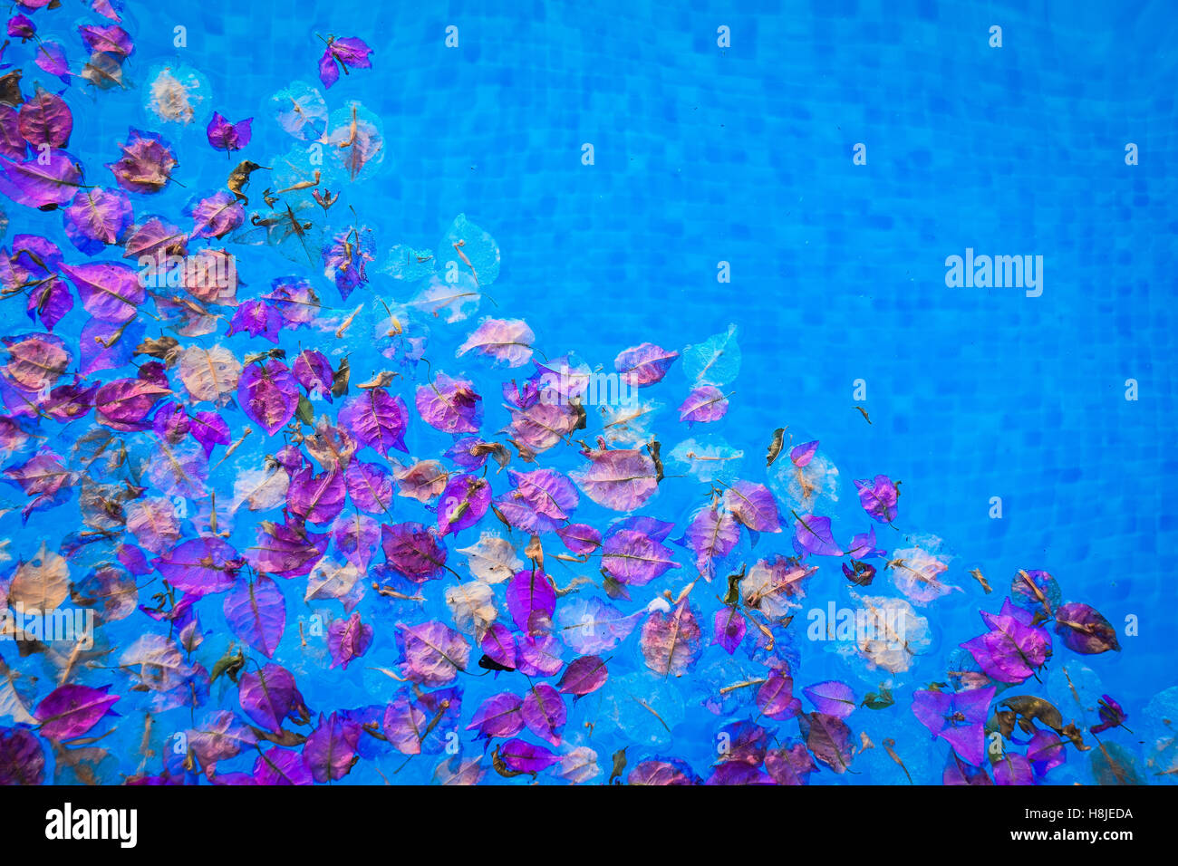 Abstract pattern of floral shapes in vibrant colors hi-res stock ...