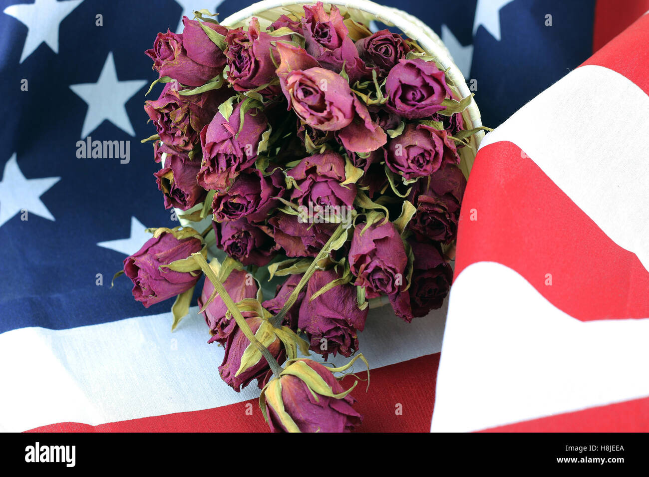 US flag rose flower Stock Photo - Alamy