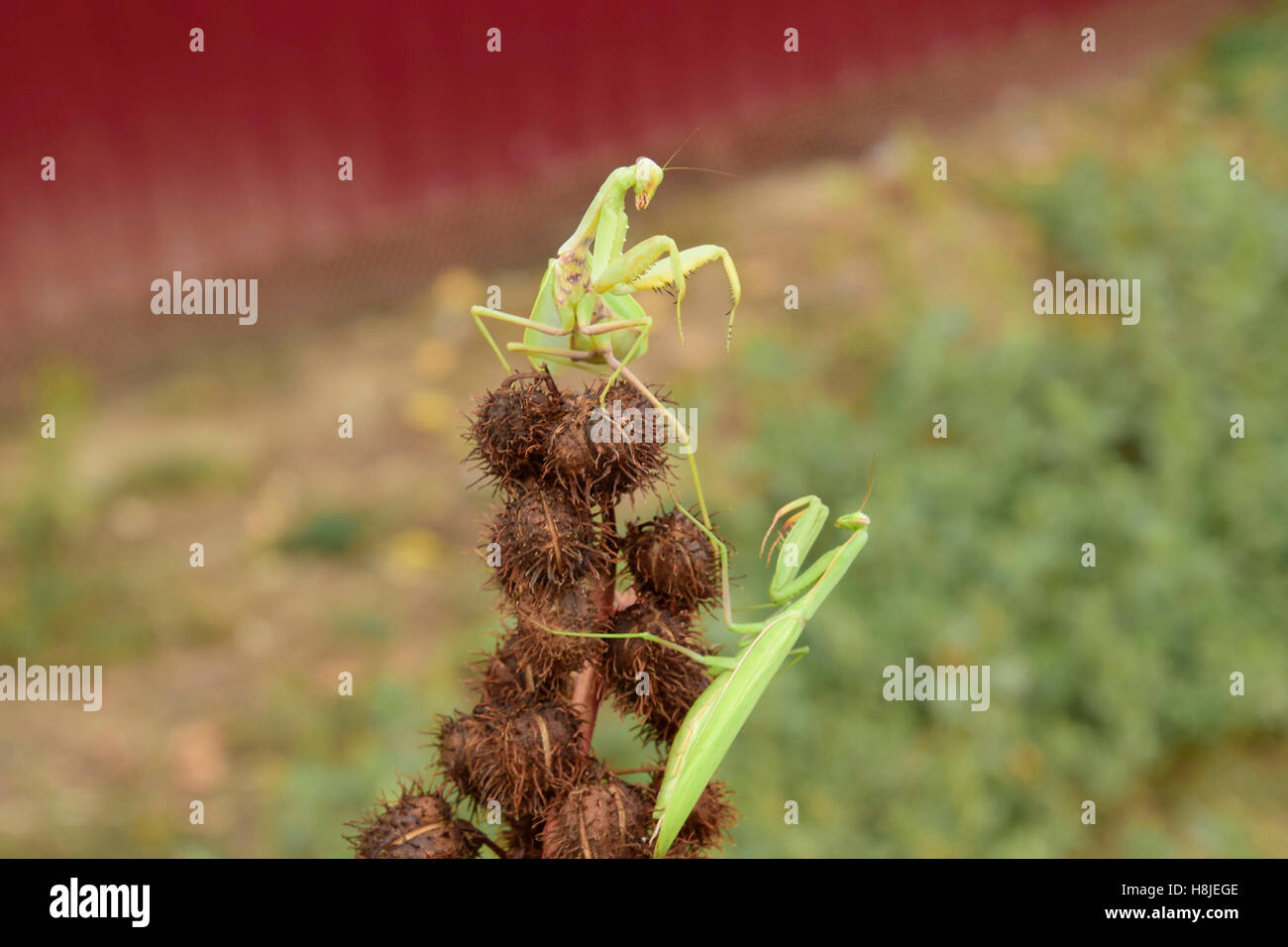 Mantis on the tong. Mating mantises. Mantis insect predator Stock Photo ...