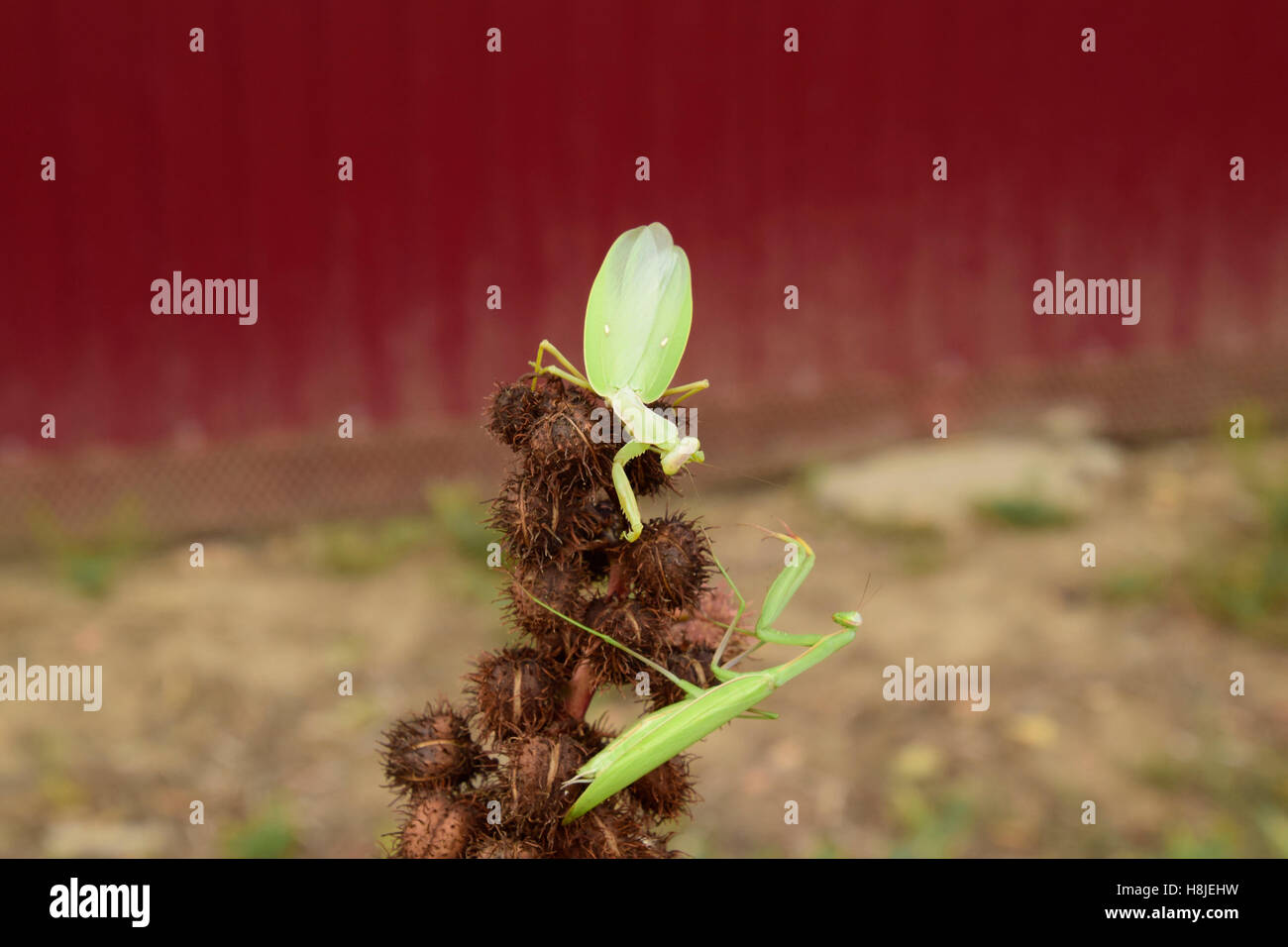 Mantis on the tong. Mating mantises. Mantis insect predator Stock Photo ...