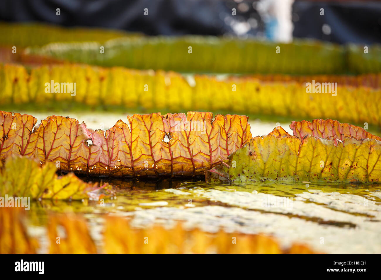 Victoria lotus leaf close up Stock Photo - Alamy