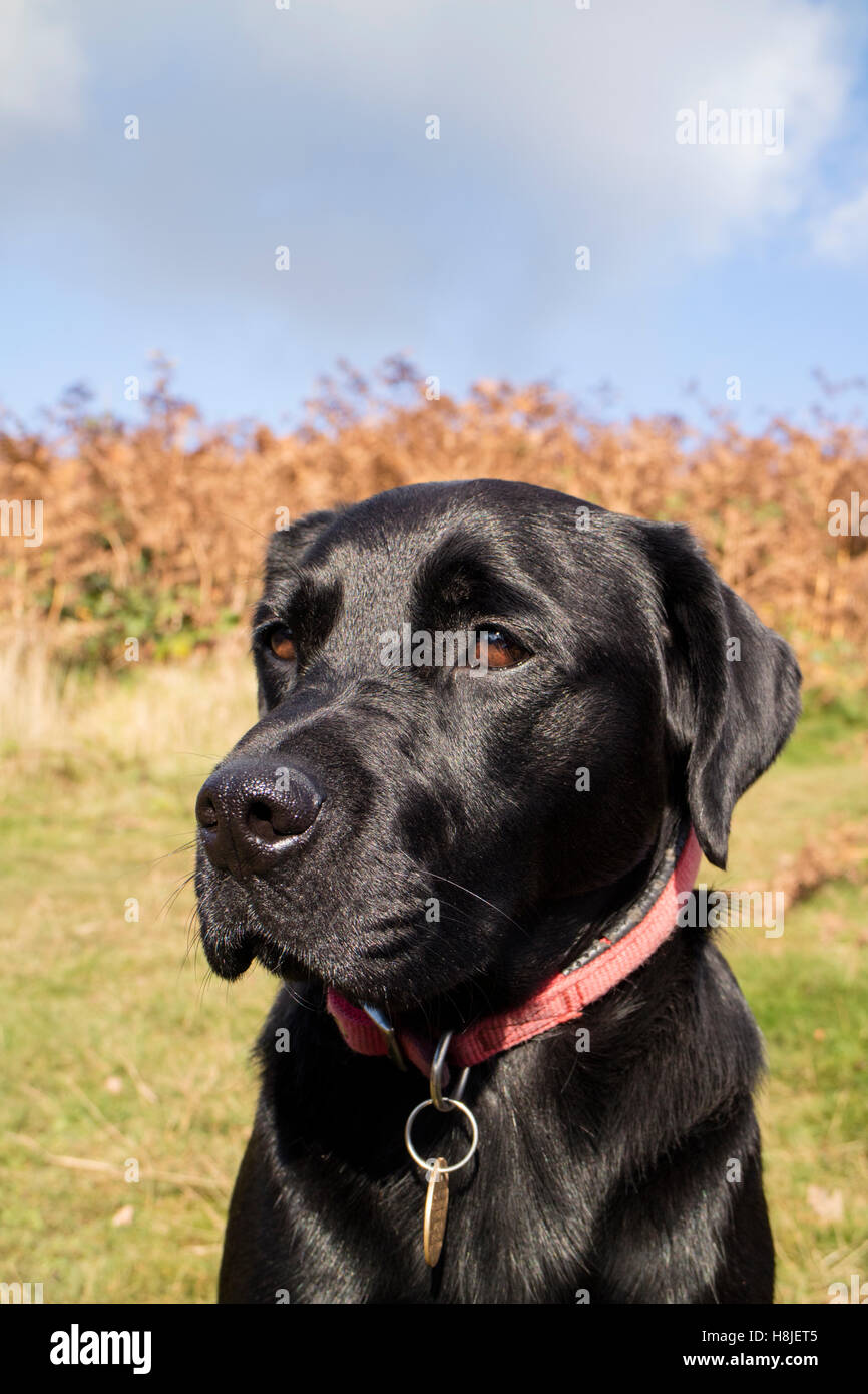 Working black labrador retriever hi-res stock photography and images ...