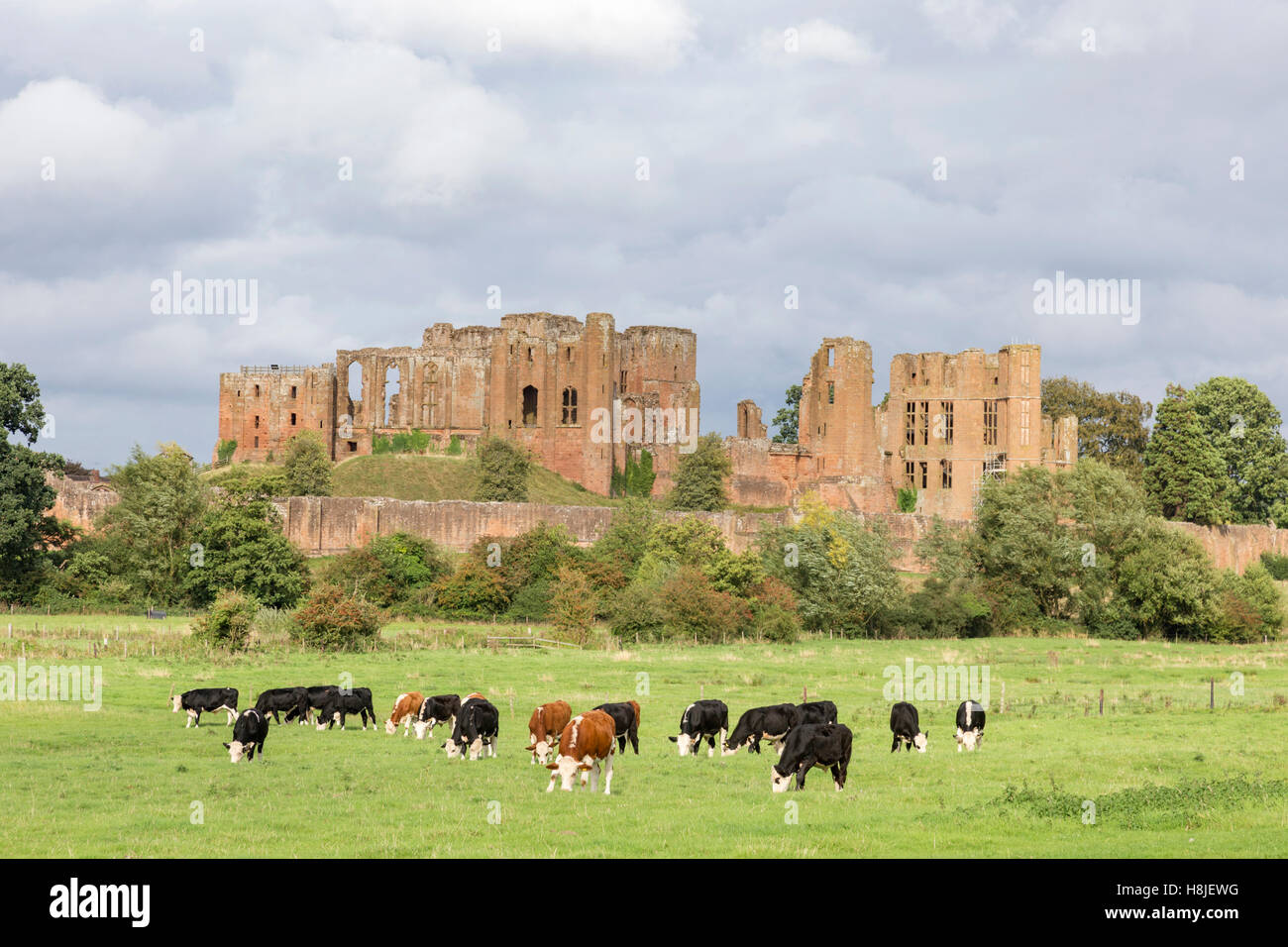 Norman cow hi-res stock photography and images - Alamy