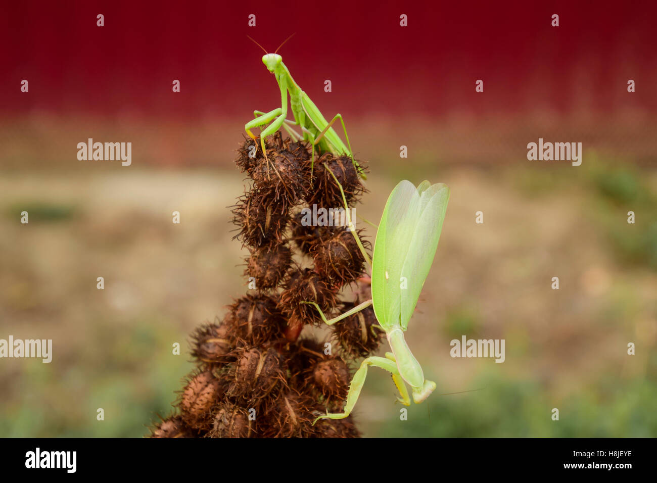 Mantis on the tong. Mating mantises. Mantis insect predator Stock Photo ...