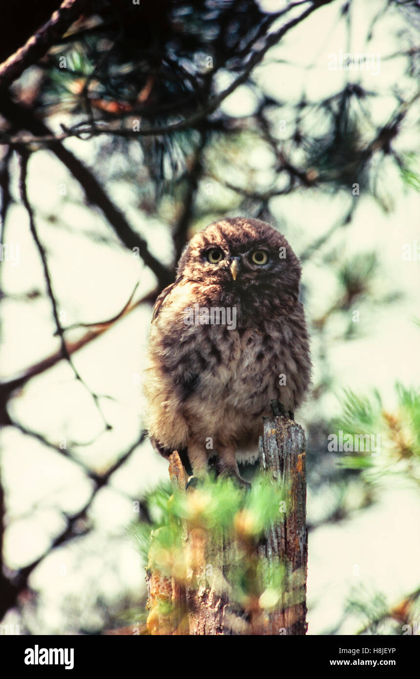 Little owl chick on tree stump hi-res stock photography and images - Alamy