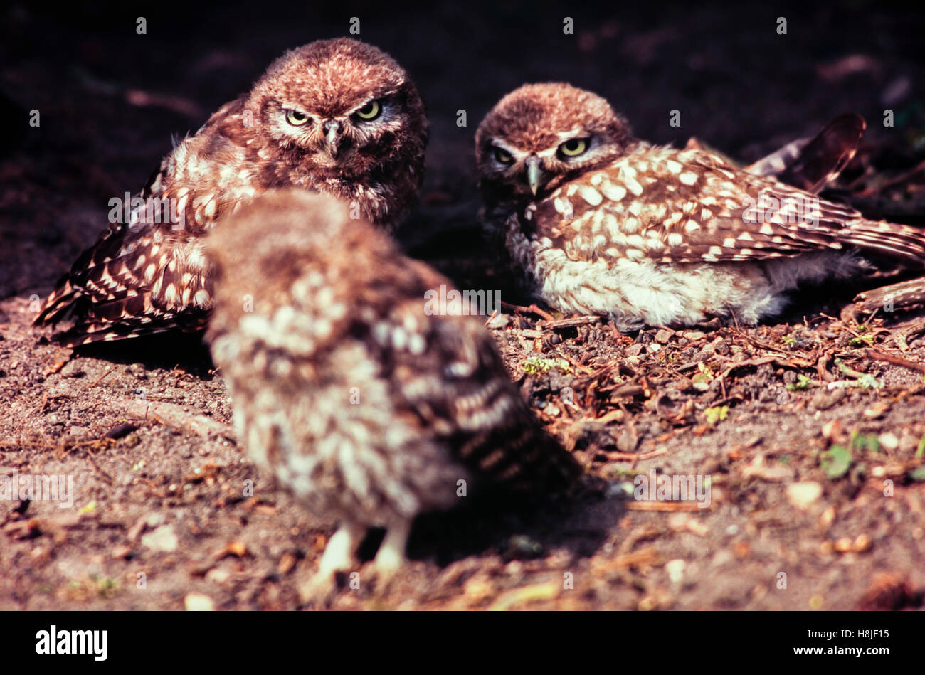 Little owl chicks playing hi-res stock photography and images - Alamy
