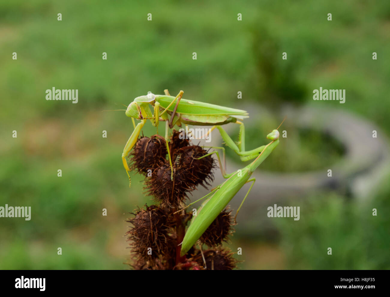 Mantis on the tong. Mating mantises. Mantis insect predator Stock Photo ...