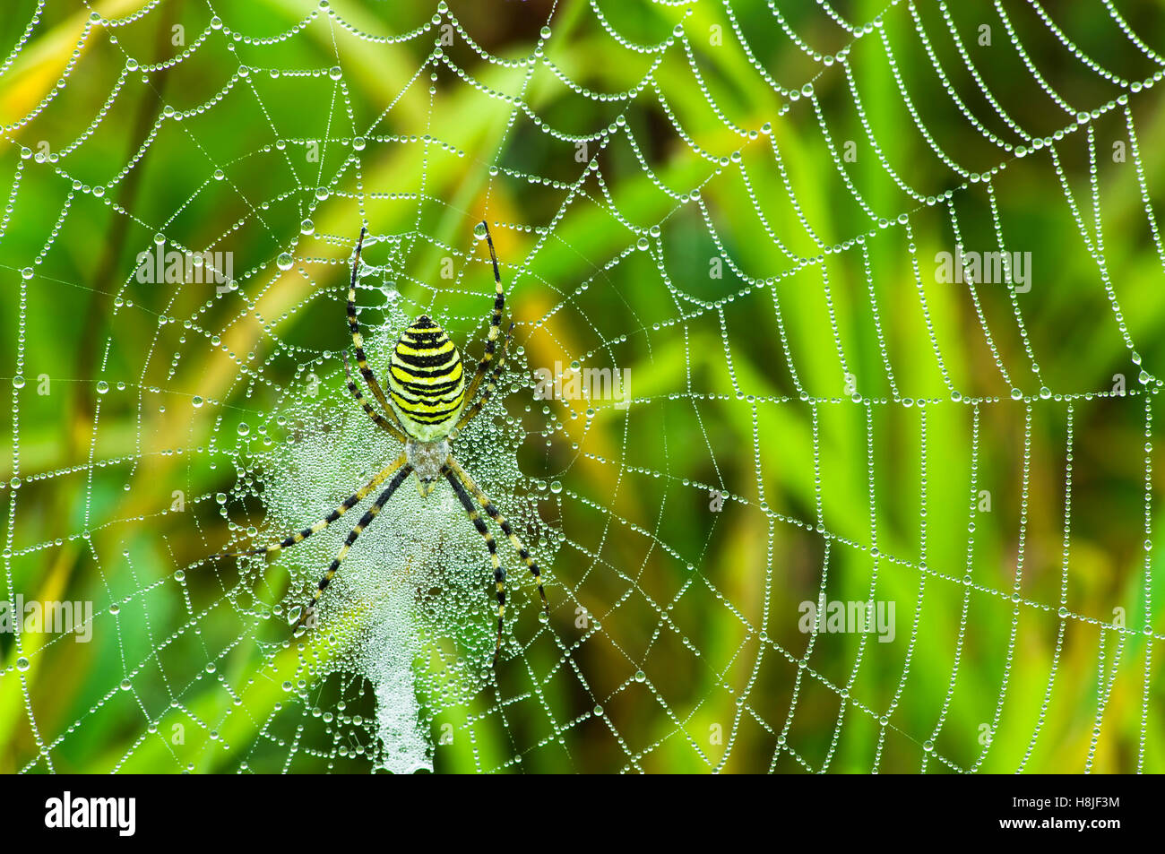 closeup of spider in nature Stock Photo - Alamy