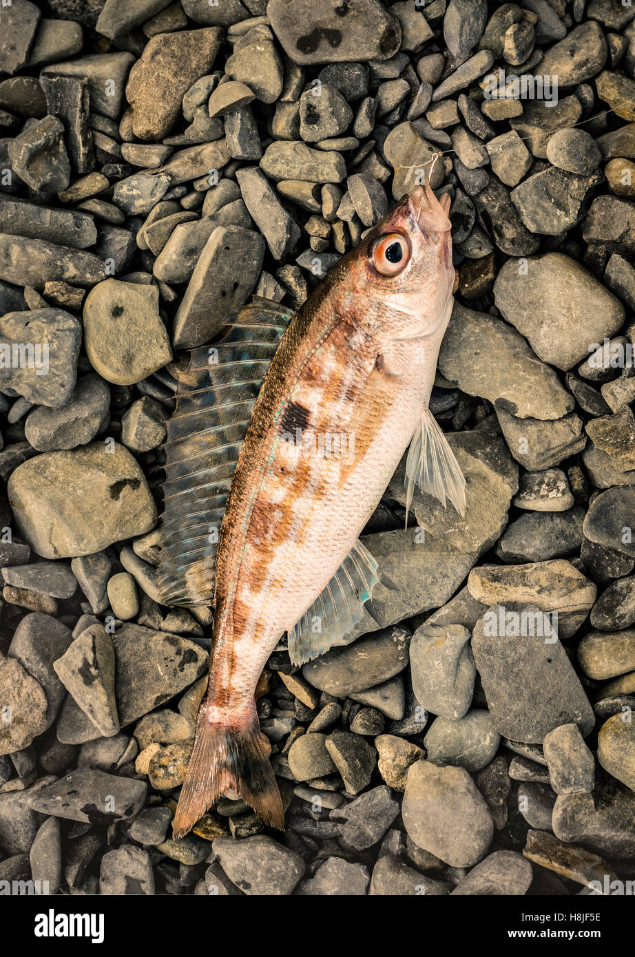 caught sea fish Stock Photo - Alamy