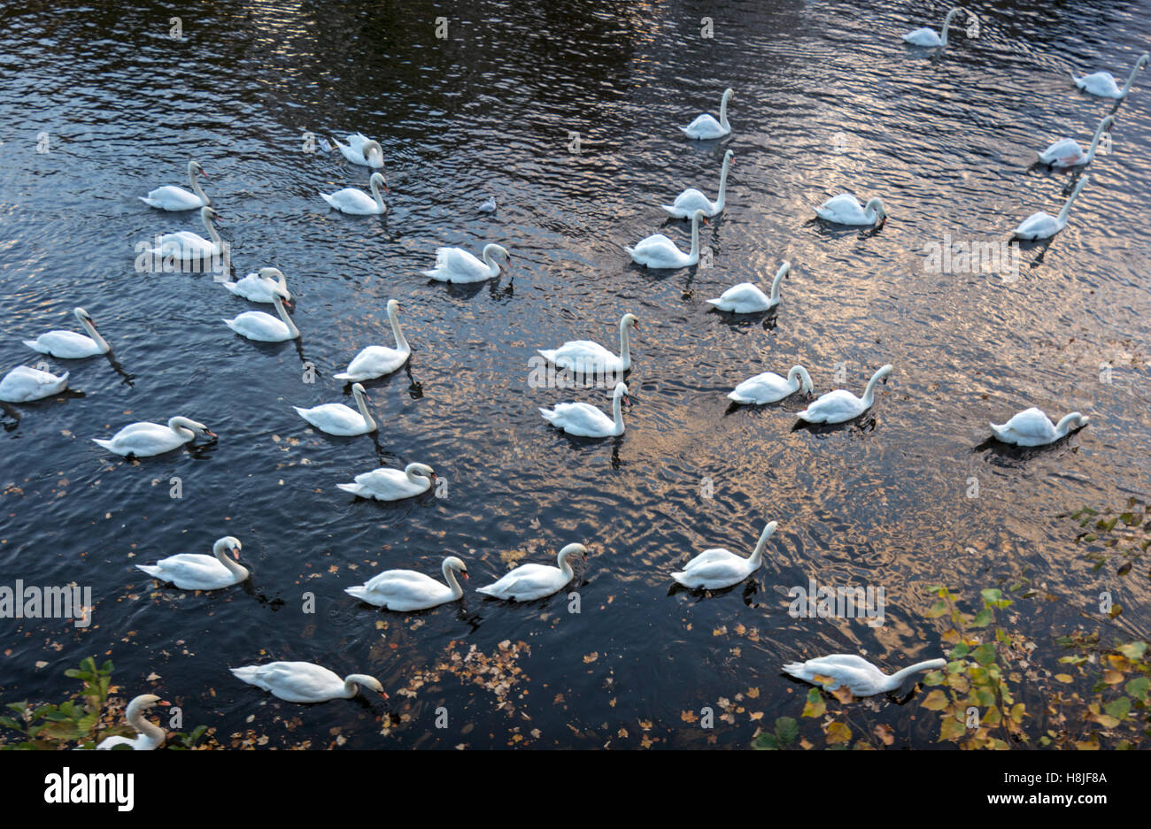 Worcester swans hi-res stock photography and images - Alamy
