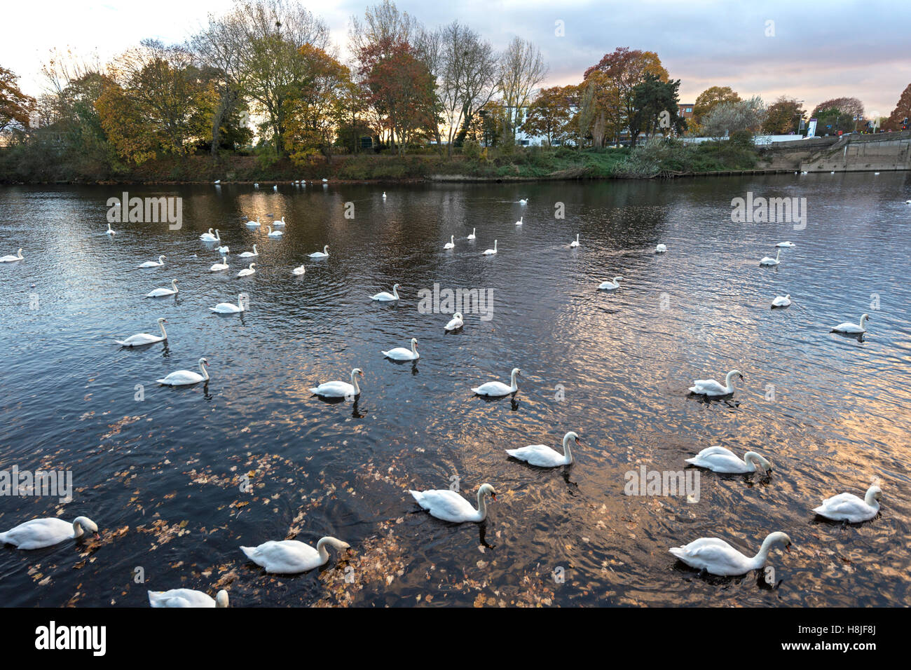 Worcester swans hi-res stock photography and images - Alamy
