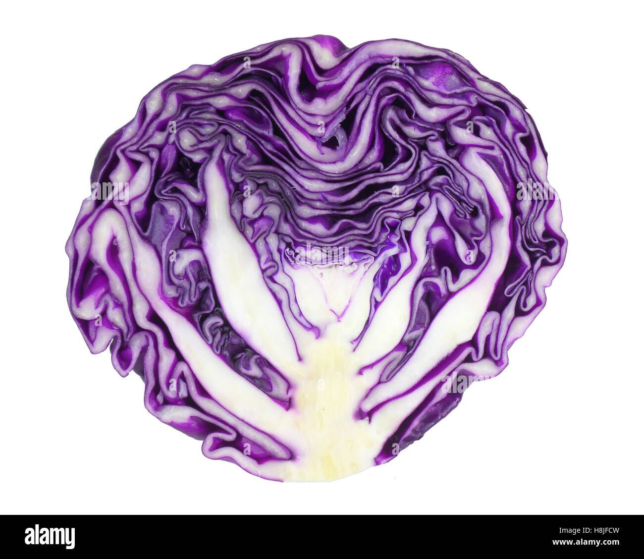 Fresh purple cabbage cut in half isolated on white background, close-up ...