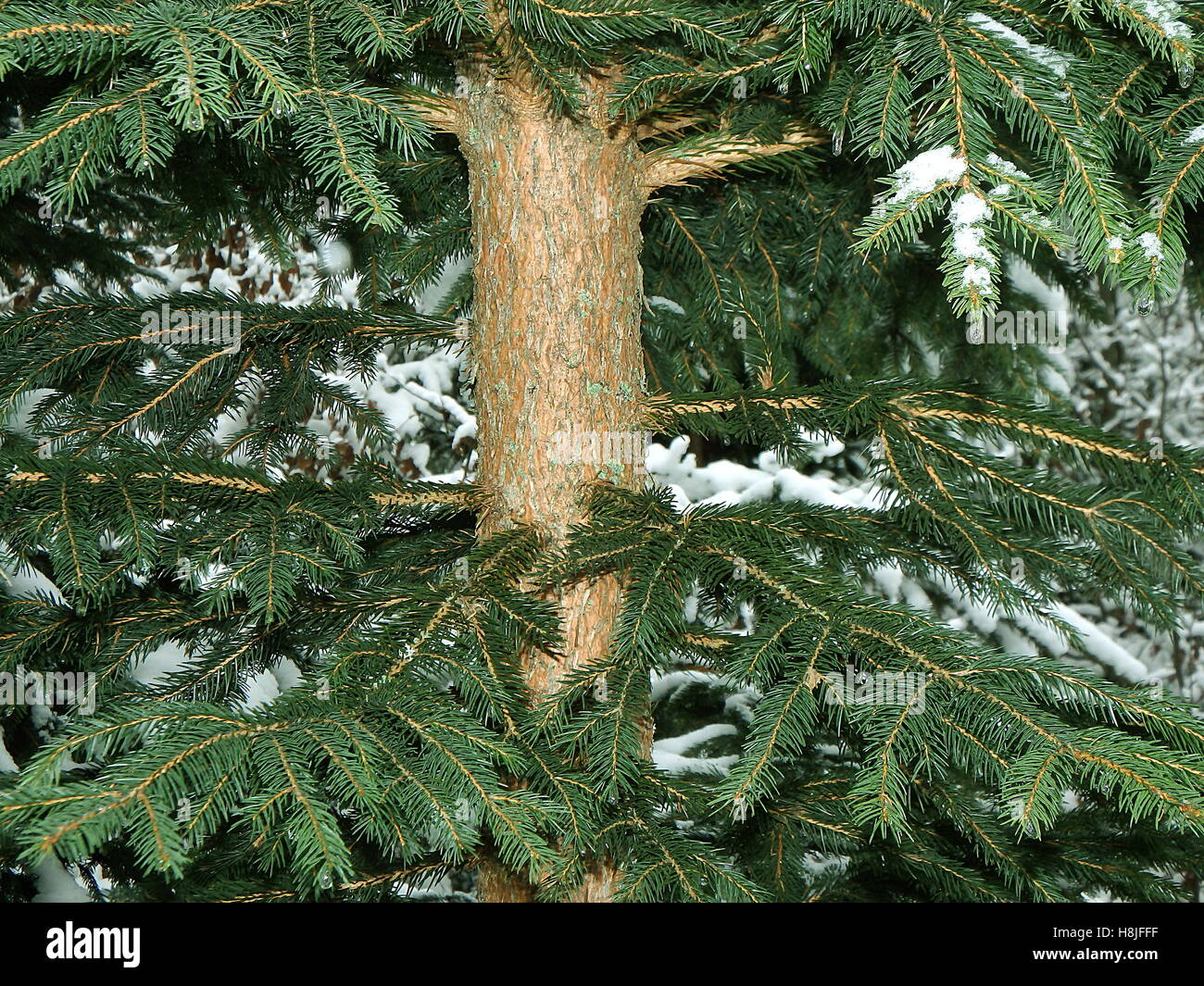 young spruce winter,conifer detail Stock Photo - Alamy