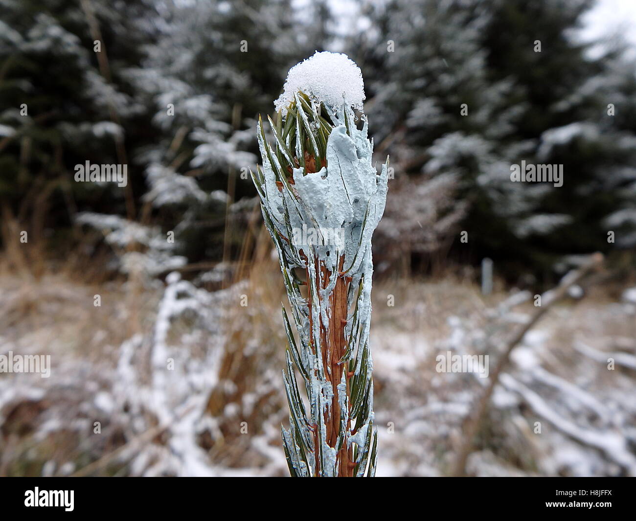 Trees and chemical coating, seedlings of forest trees Stock Photo - Alamy