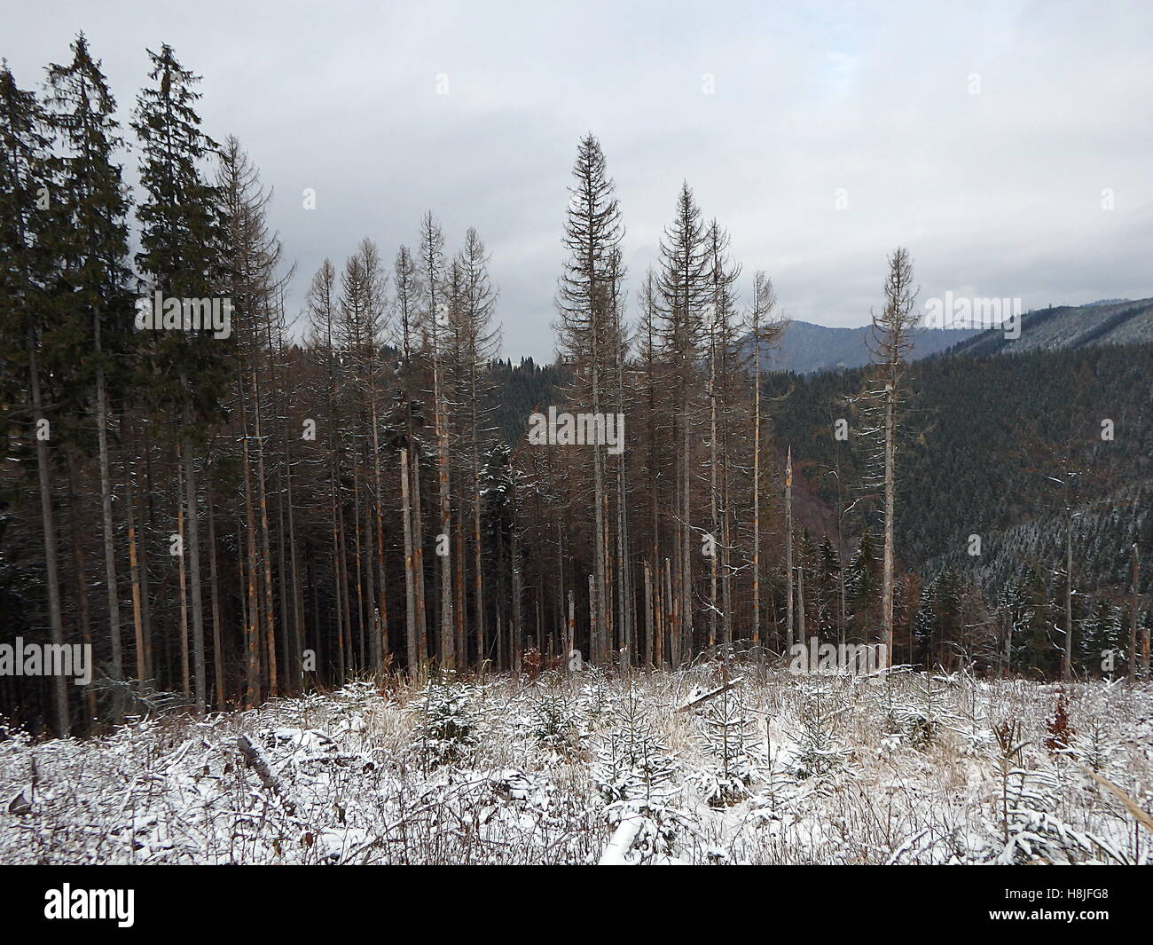 dead spruce forest in winter, dry spruce trees Stock Photo - Alamy