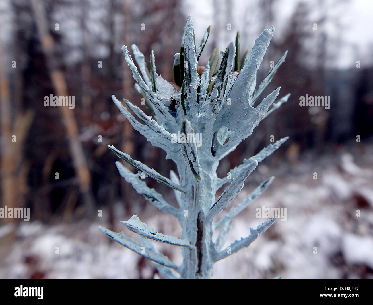 Trees and chemical coating, seedlings of forest trees Stock Photo - Alamy