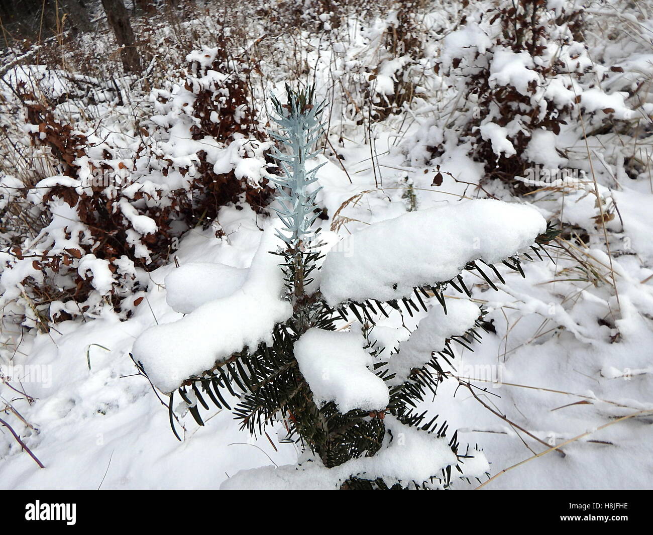 Trees and chemical coating, seedlings of forest trees Stock Photo - Alamy