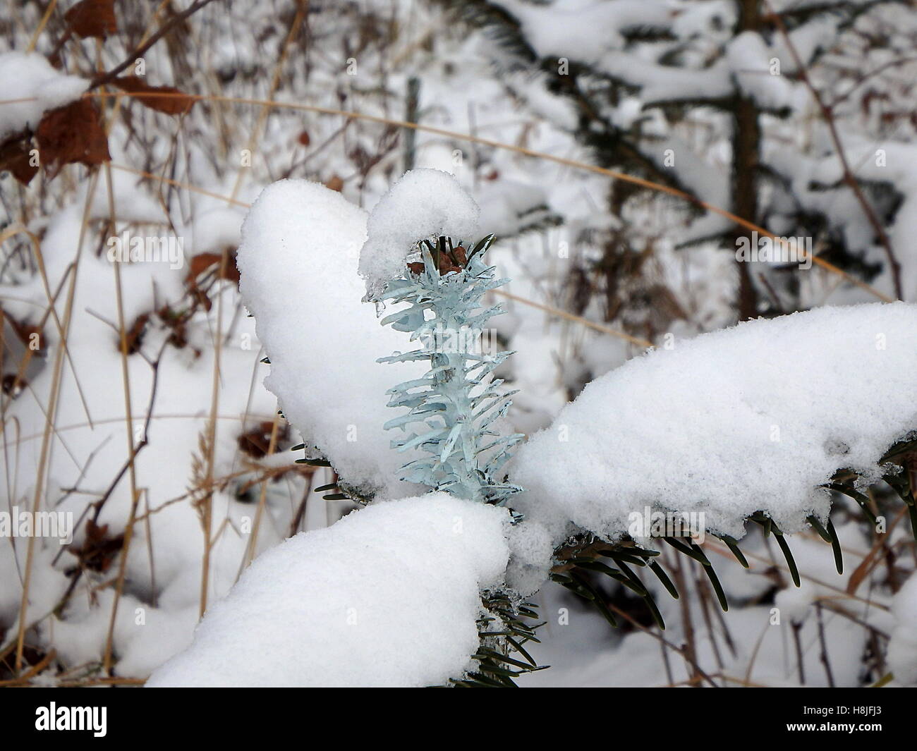 Trees and chemical coating, seedlings of forest trees Stock Photo - Alamy