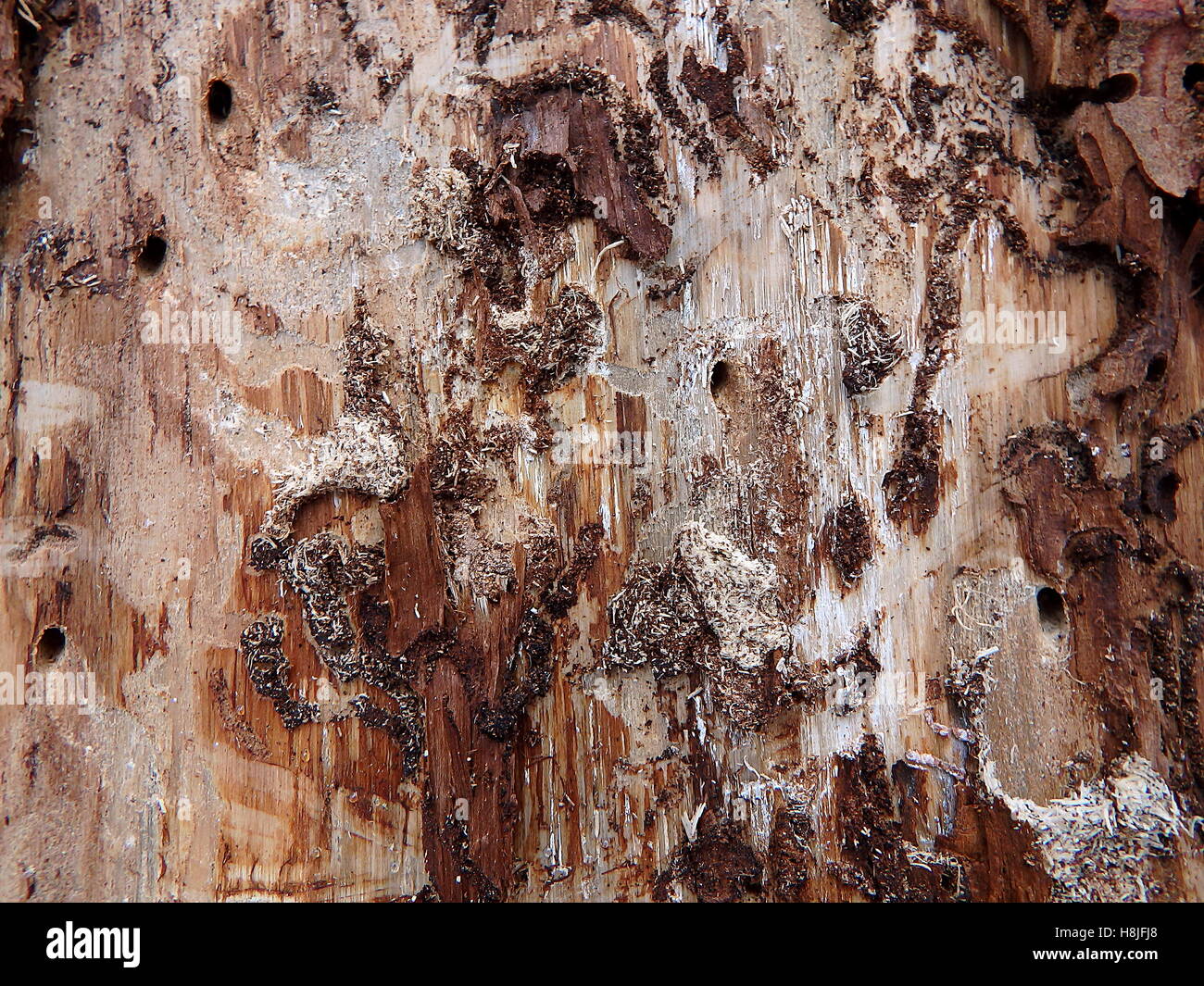 Tree damage by insects, Wood damaged by insects Stock Photo - Alamy