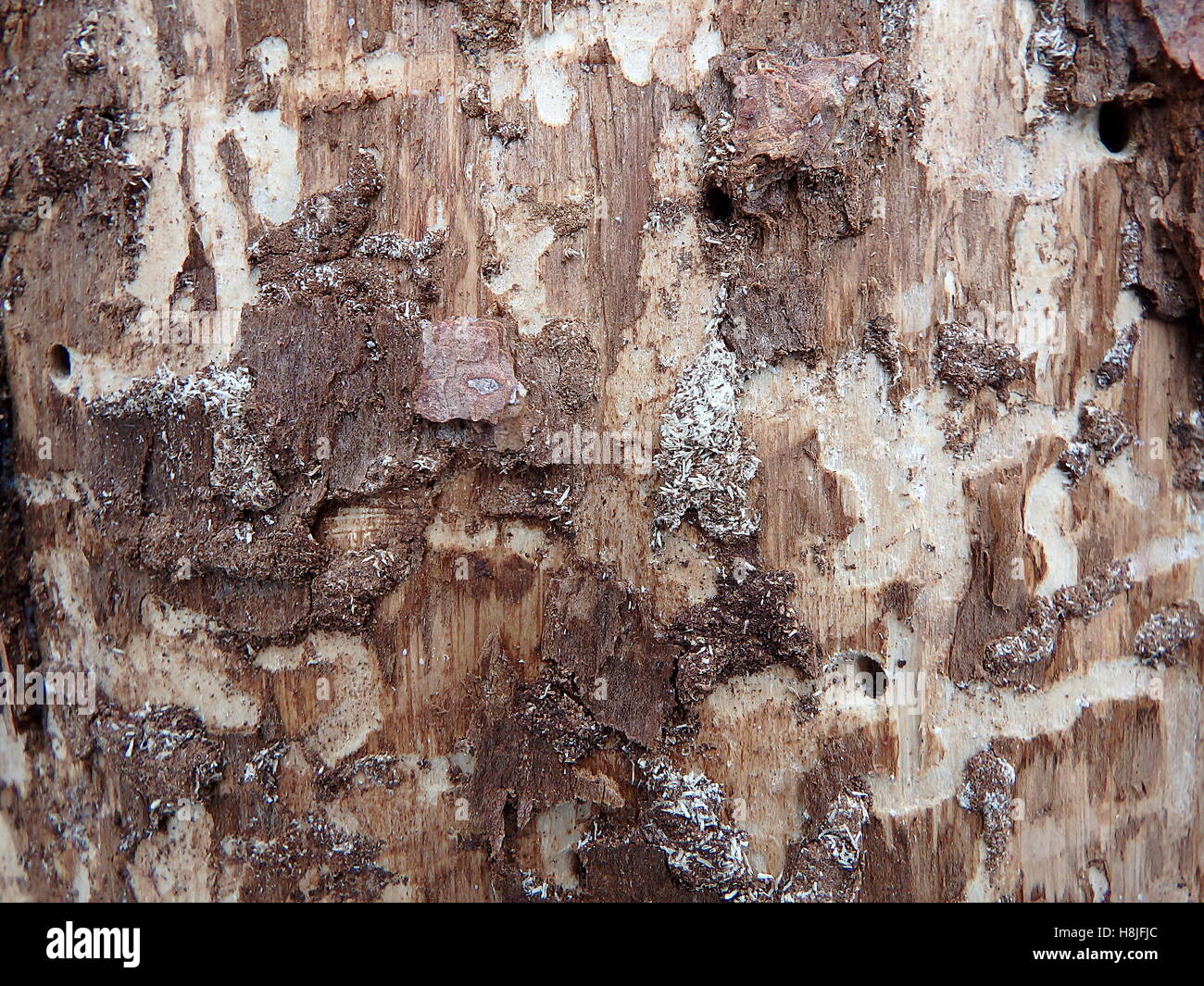 Tree damage by insects, Wood damaged by insects Stock Photo - Alamy