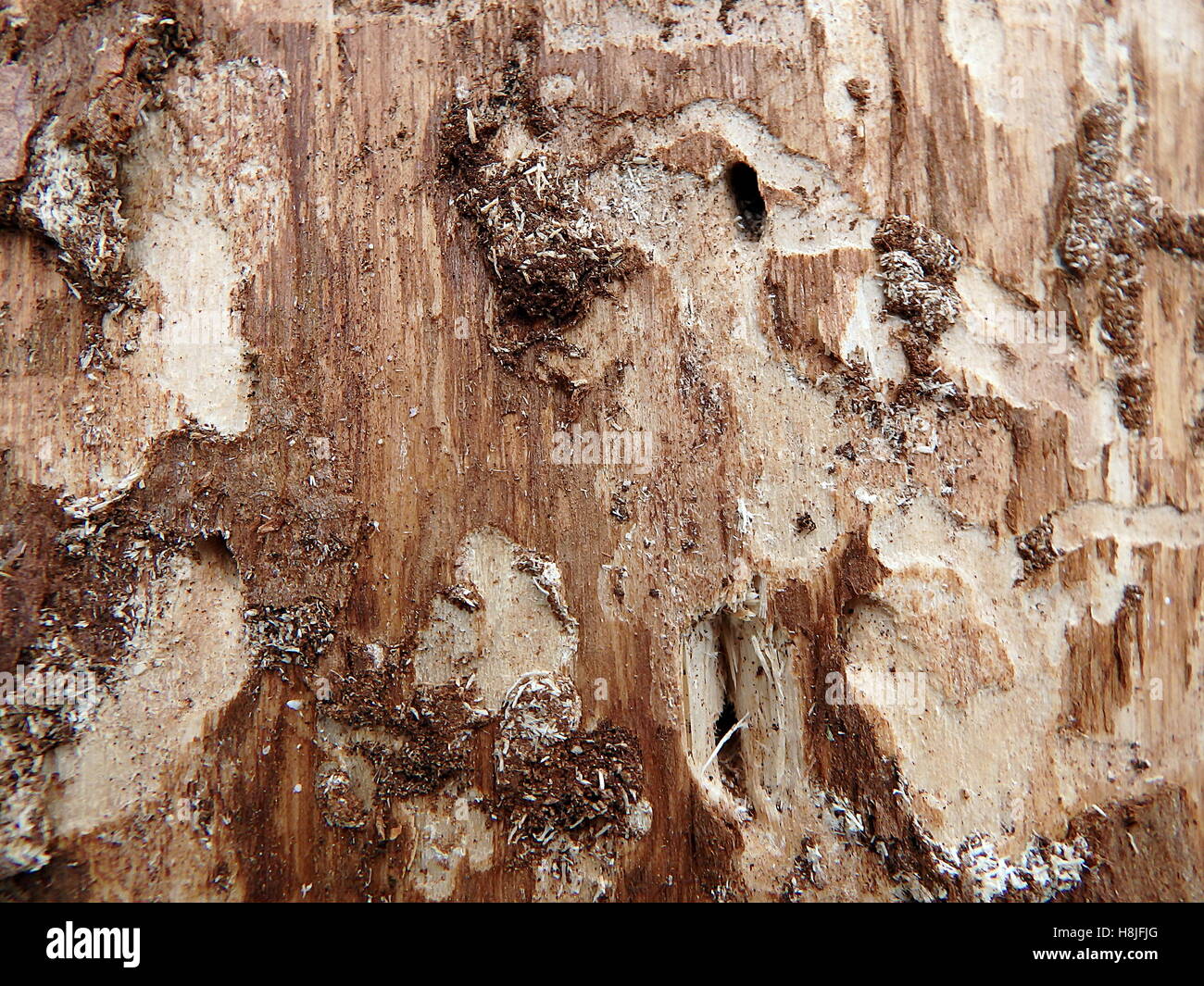 Tree damage by insects, Wood damaged by insects Stock Photo - Alamy