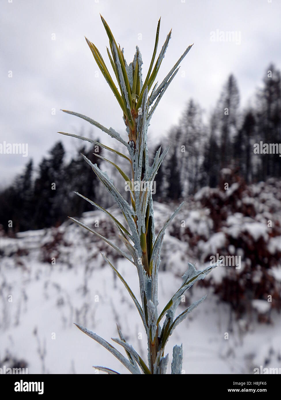 Trees and chemical coating, seedlings of forest trees Stock Photo - Alamy