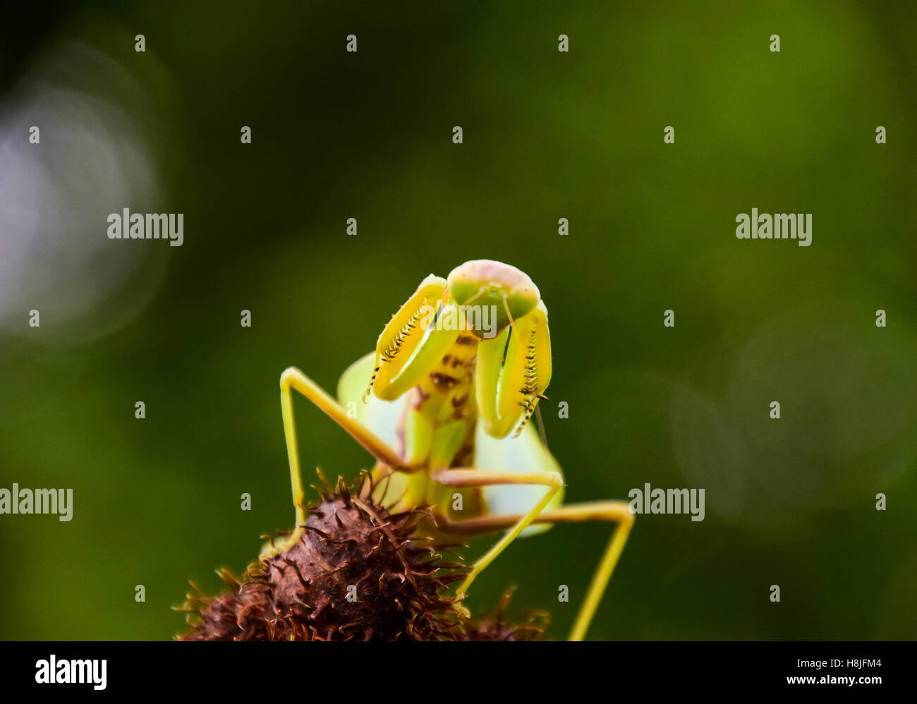 Mantis on the tong. Mating mantises. Mantis insect predator Stock Photo ...
