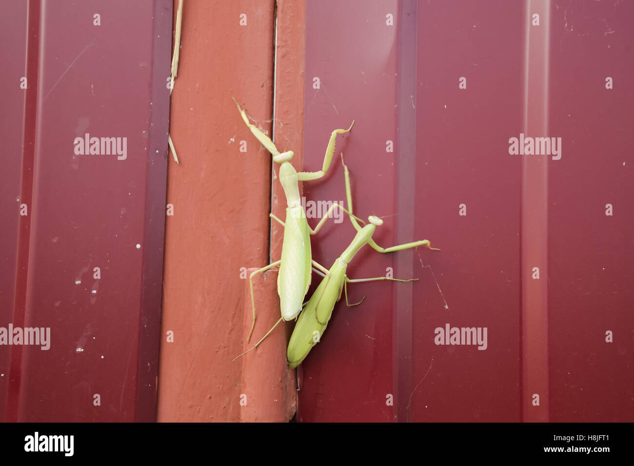 Mantis on red fence. Mating mantises. Mantis insect predator Stock ...