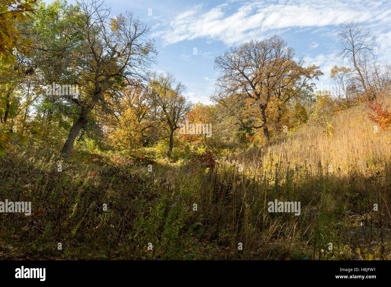 Winchell Trail Oak Savannah in Minneapolis, Minnesota Stock Photo - Alamy