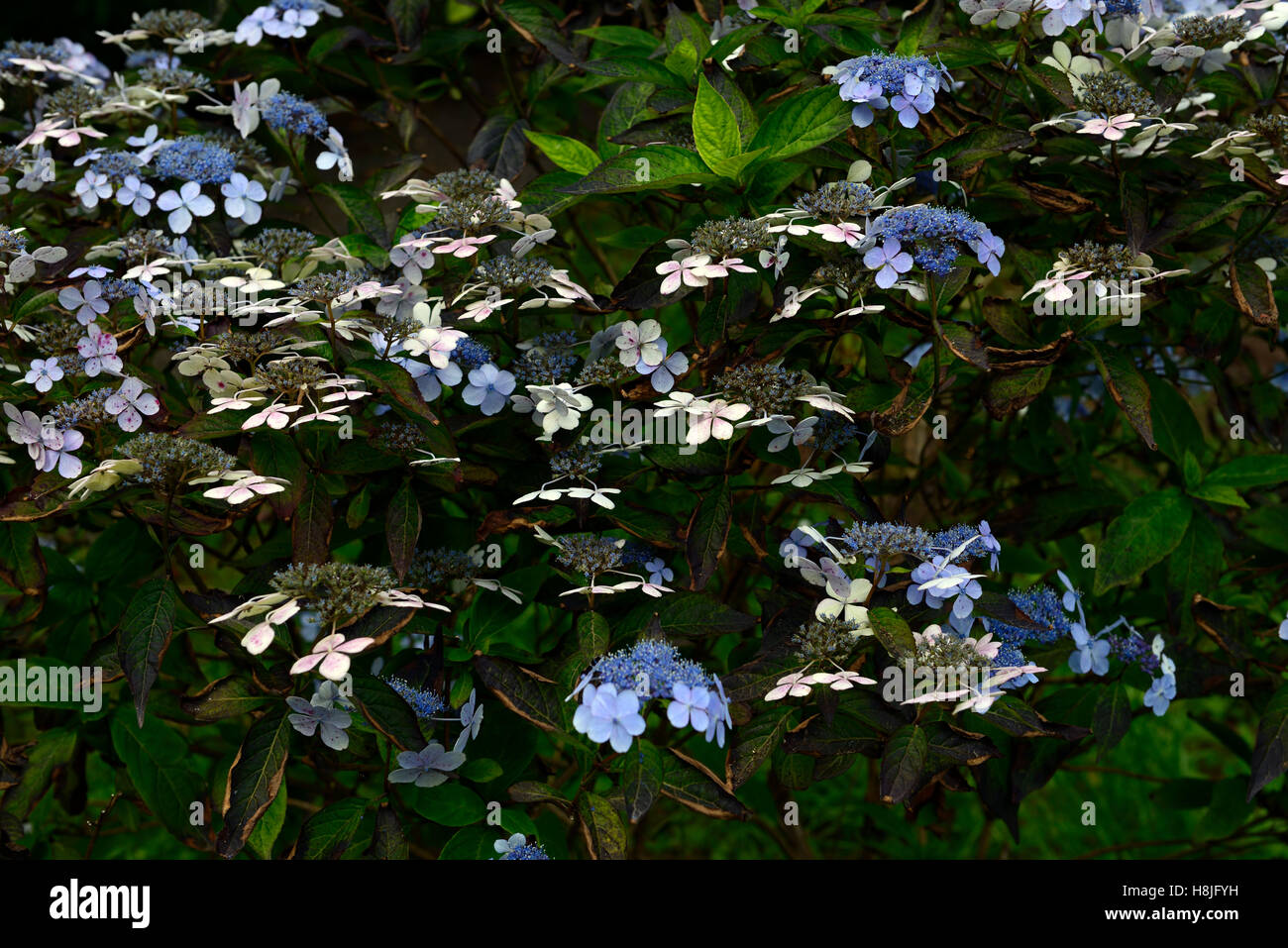 hydrangea macrophylla lacecap blue flowers mophead mopheaded deciduous shrubs bloom blossoming ...