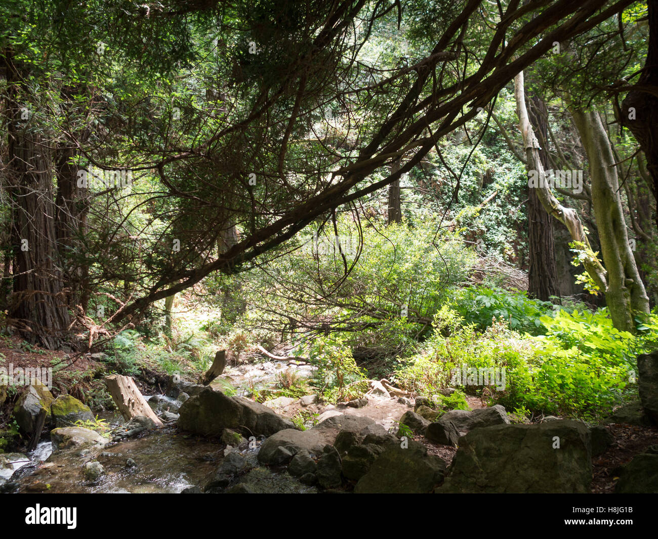 Partington Cove Trail, Big Sur Stock Photo - Alamy