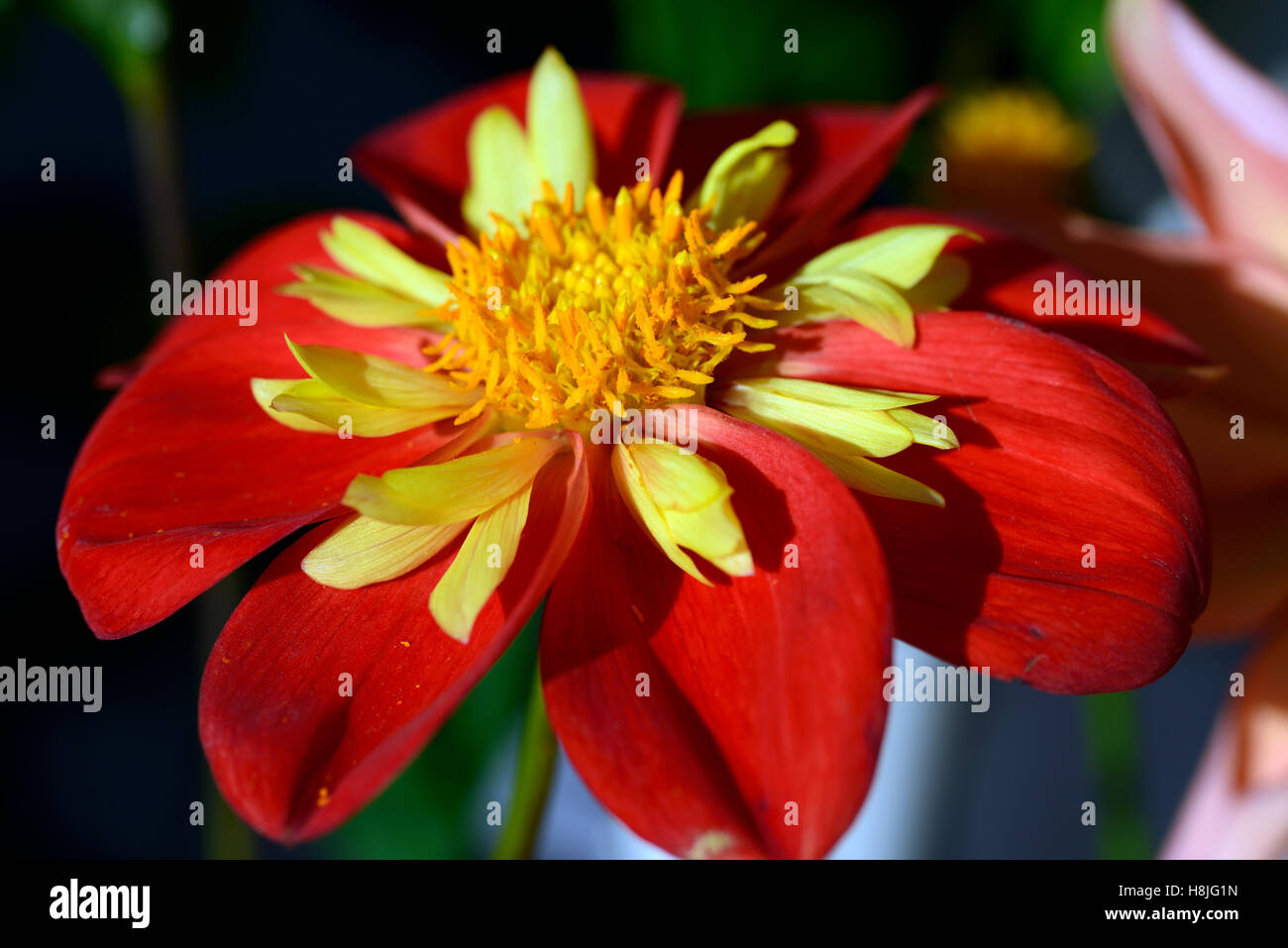Collarette type dahlia hi-res stock photography and images - Alamy
