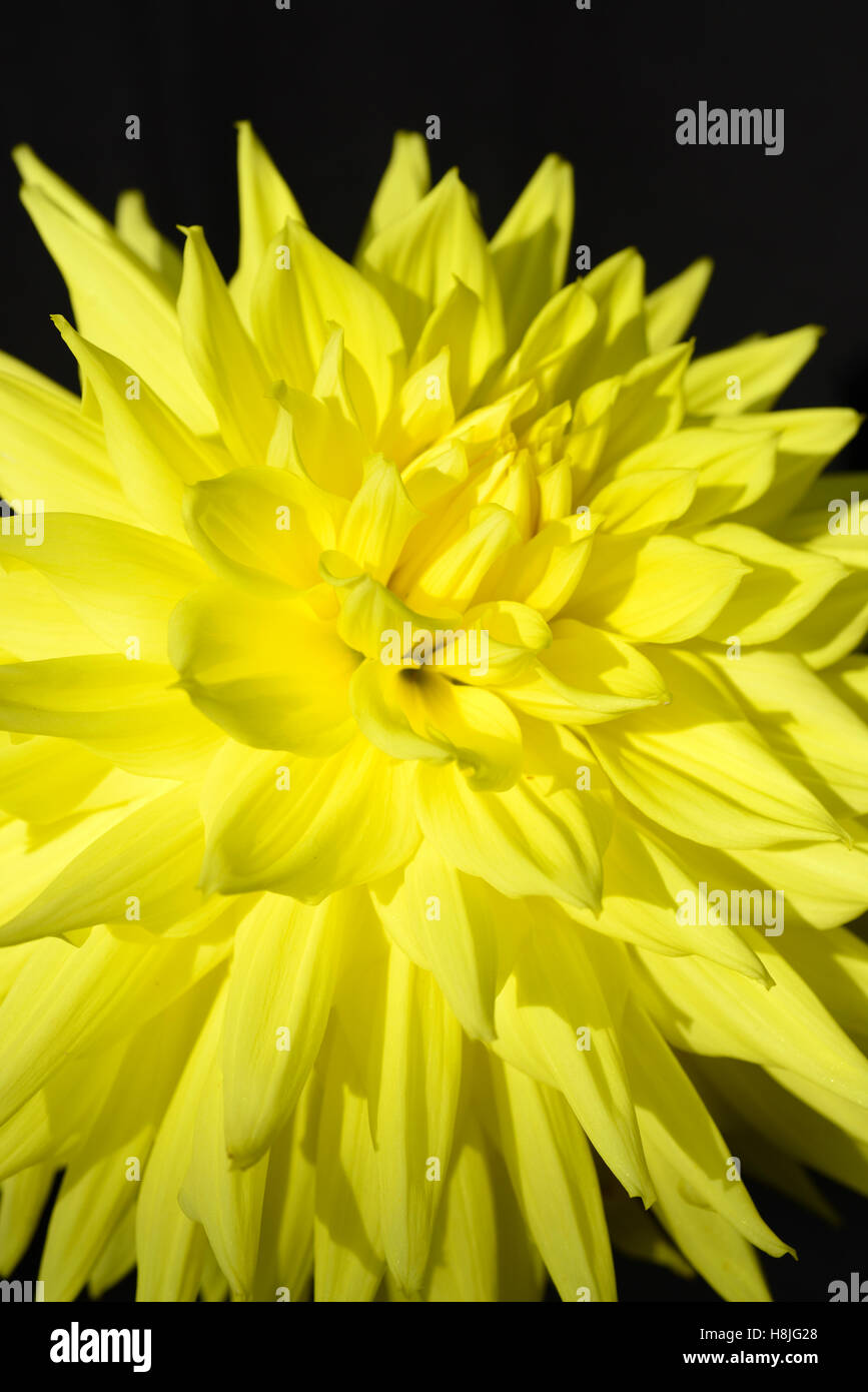 Amy bloom hi-res stock photography and images - Alamy