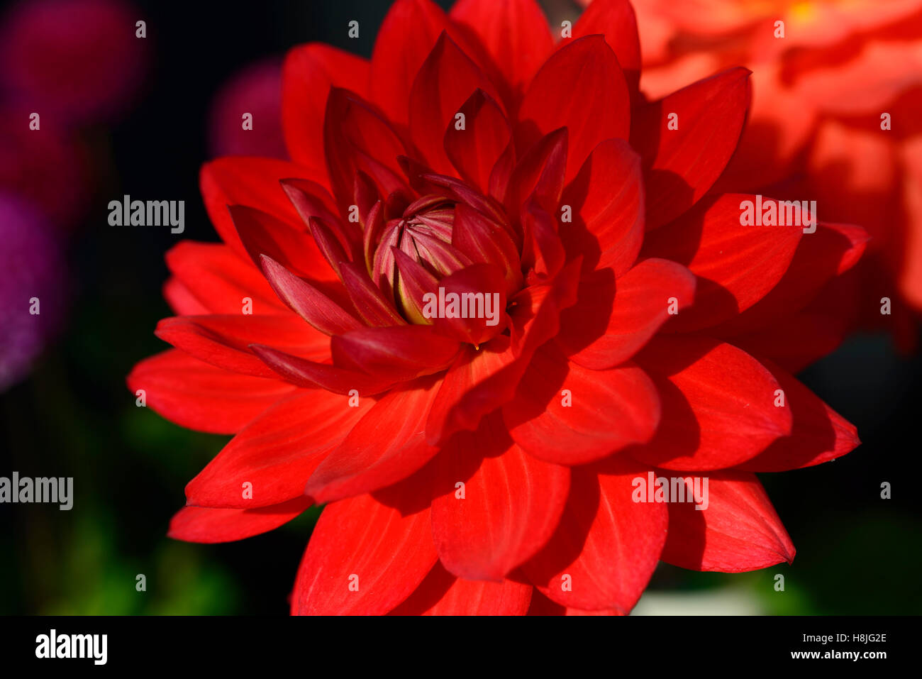 Dahlia taratahi ruby dahlia hi-res stock photography and images - Alamy