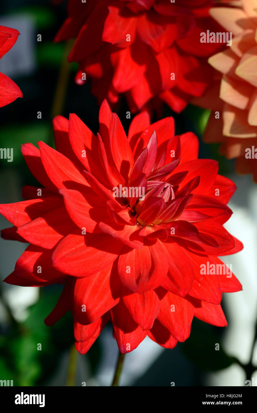 Dahlias High Resolution Stock Photography and Images - Alamy