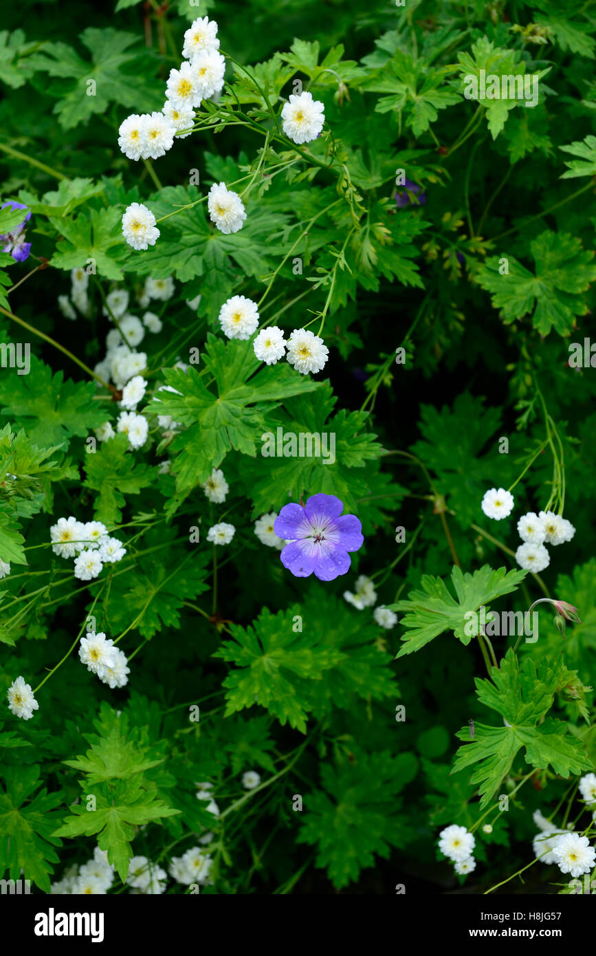 Blue geranium hi-res stock photography and images - Alamy