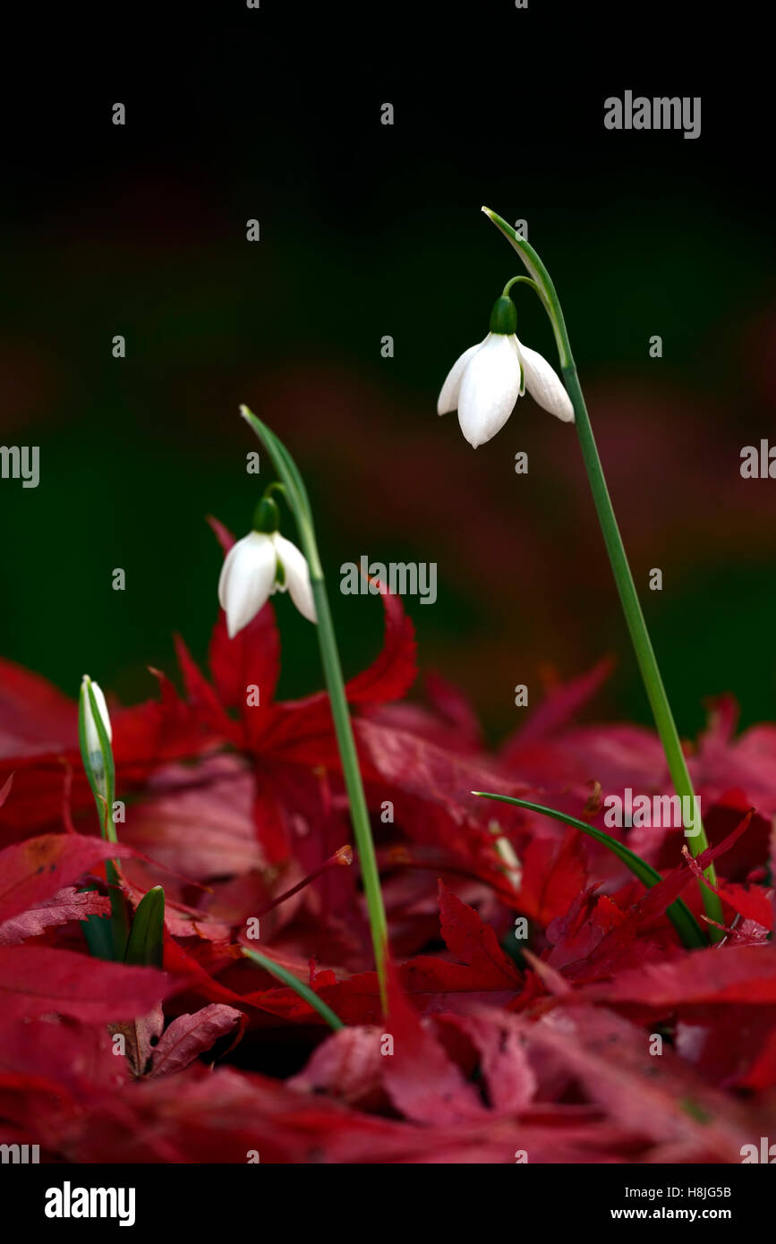 galanthus reginae olgae cambridge autumn snowdrop snowdrops white ...