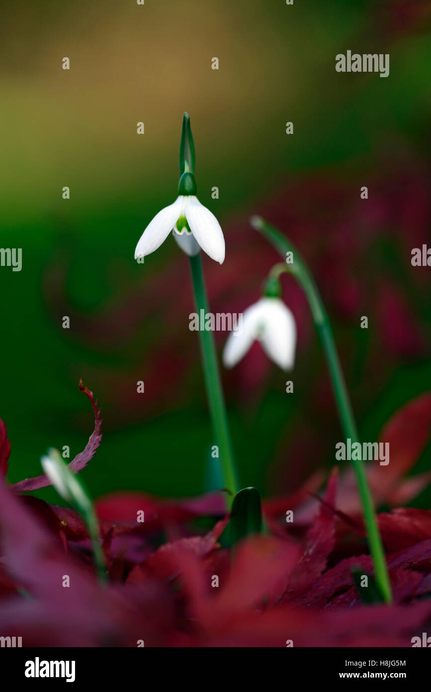galanthus reginae olgae cambridge autumn snowdrop snowdrops white ...