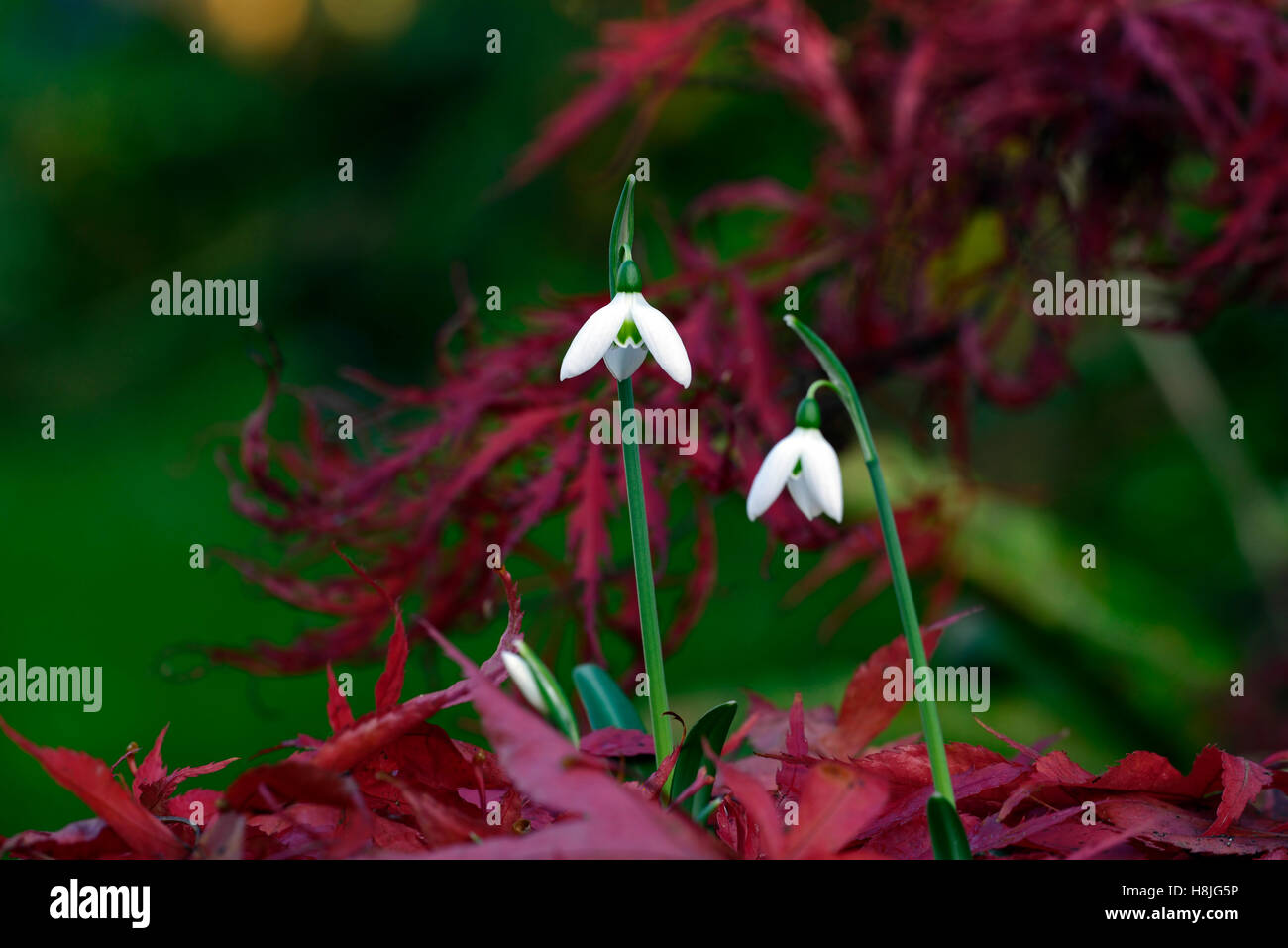galanthus reginae olgae cambridge autumn snowdrop snowdrops white ...