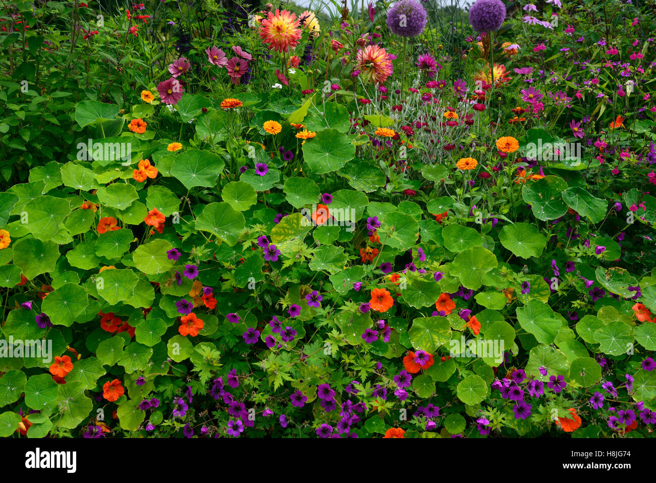 geranium dahlia cosmos nasturtium orange purple yellow flowers ...