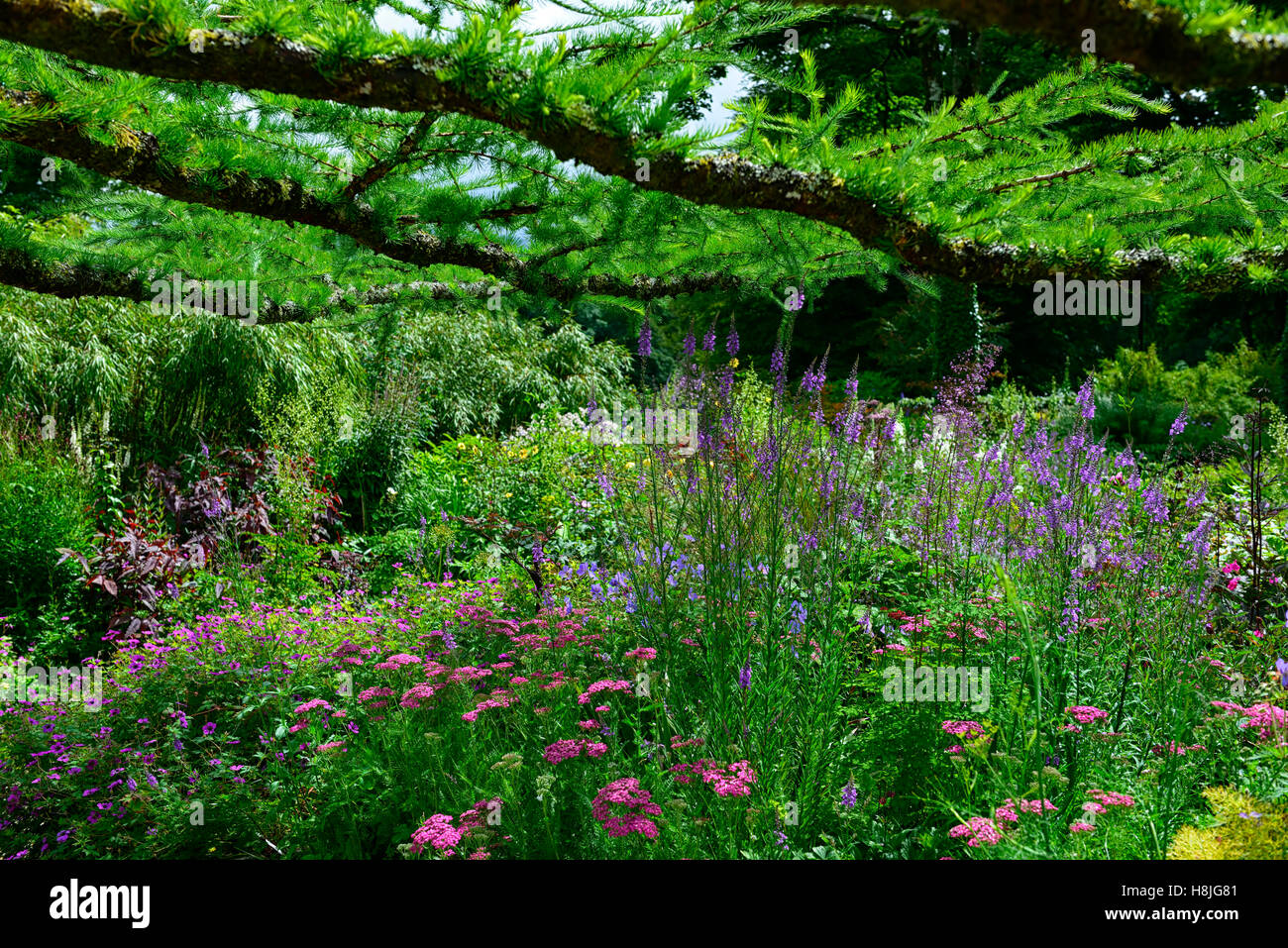Canopy bed pink hi-res stock photography and images - Alamy