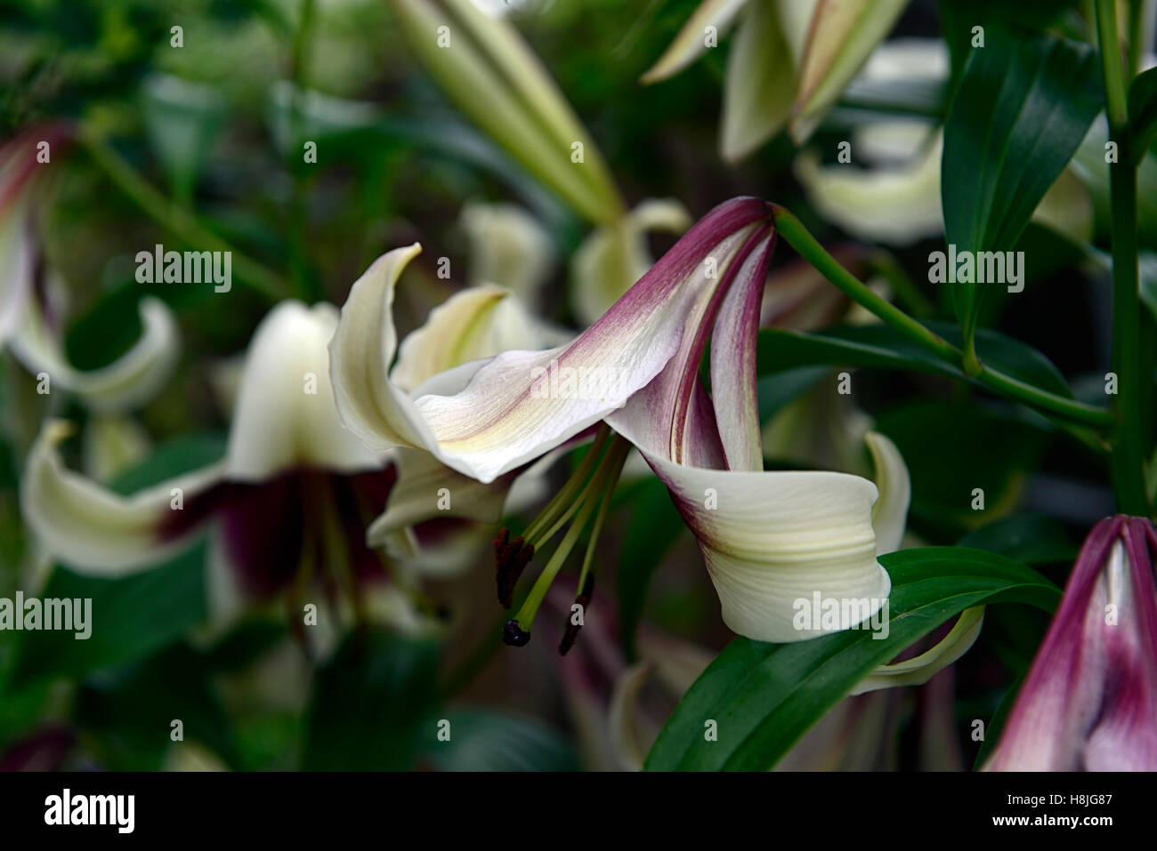 Lilium Kushi Maya Hybrid lily lilies Nepalense x Oriental sweetly ...