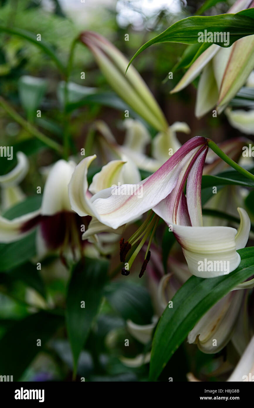Lilium Kushi Maya Hybrid lily lilies Nepalense x Oriental sweetly ...